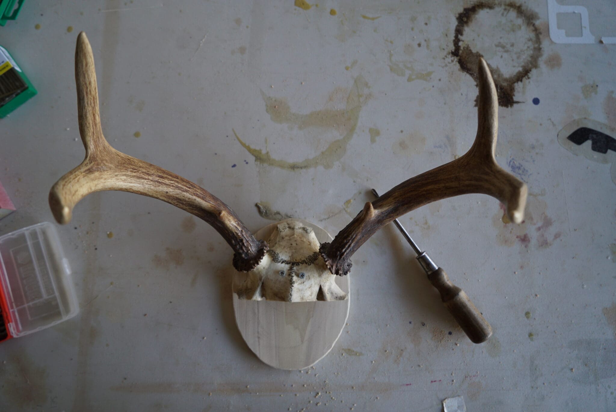 9 Easy Steps for DIY Antler Mount - Western Hunter
