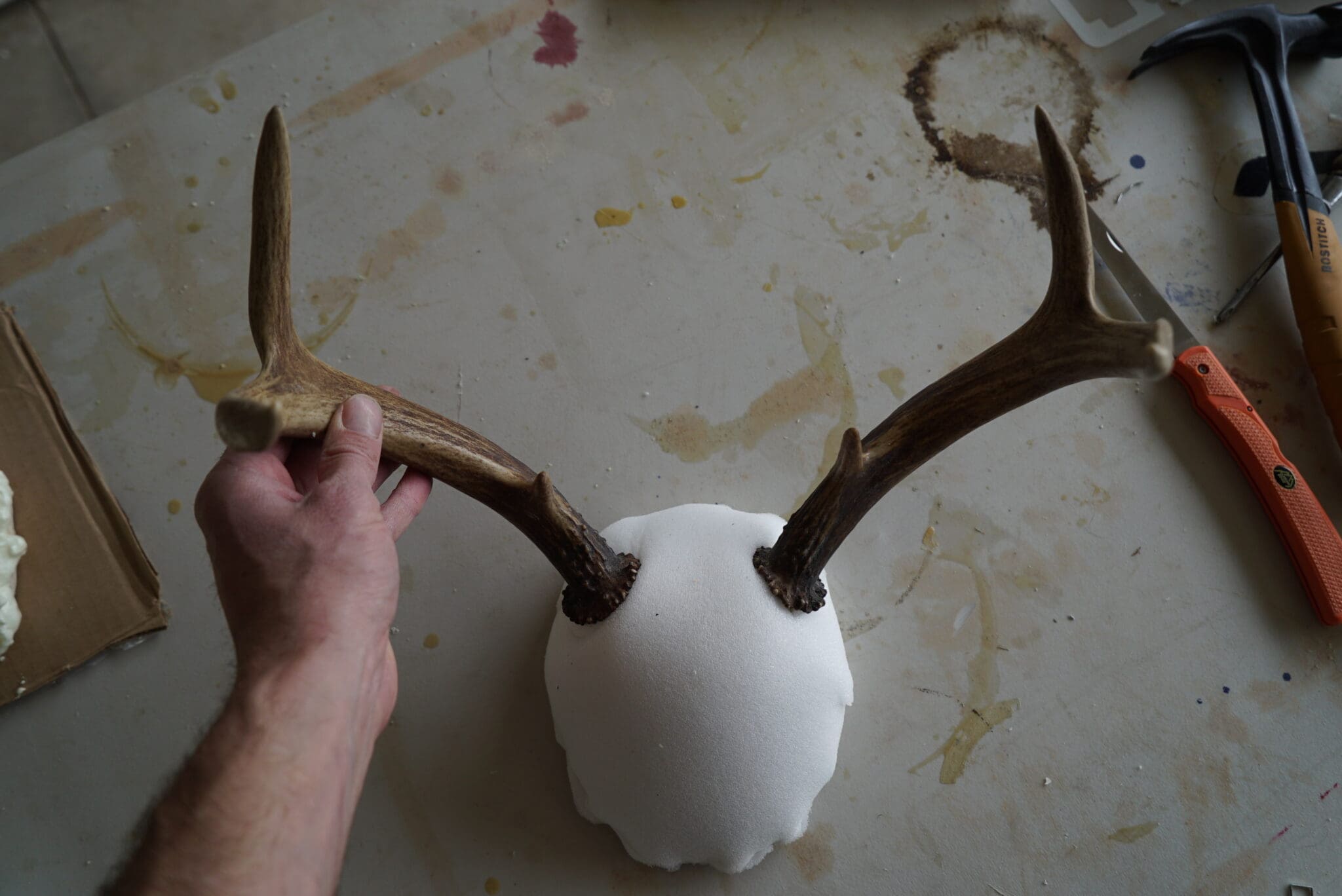 9 Easy Steps for DIY Antler Mount - Western Hunter