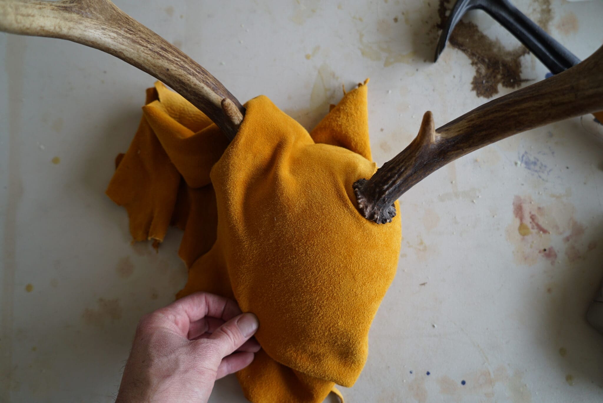 9 Easy Steps for DIY Antler Mount - Western Hunter