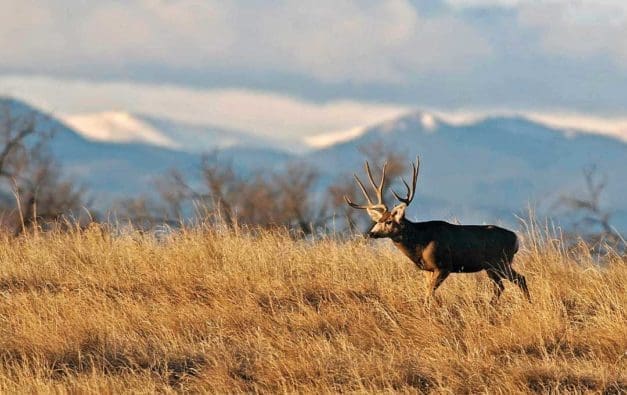 Colorado Mule Deer in 2021 - Western Hunter