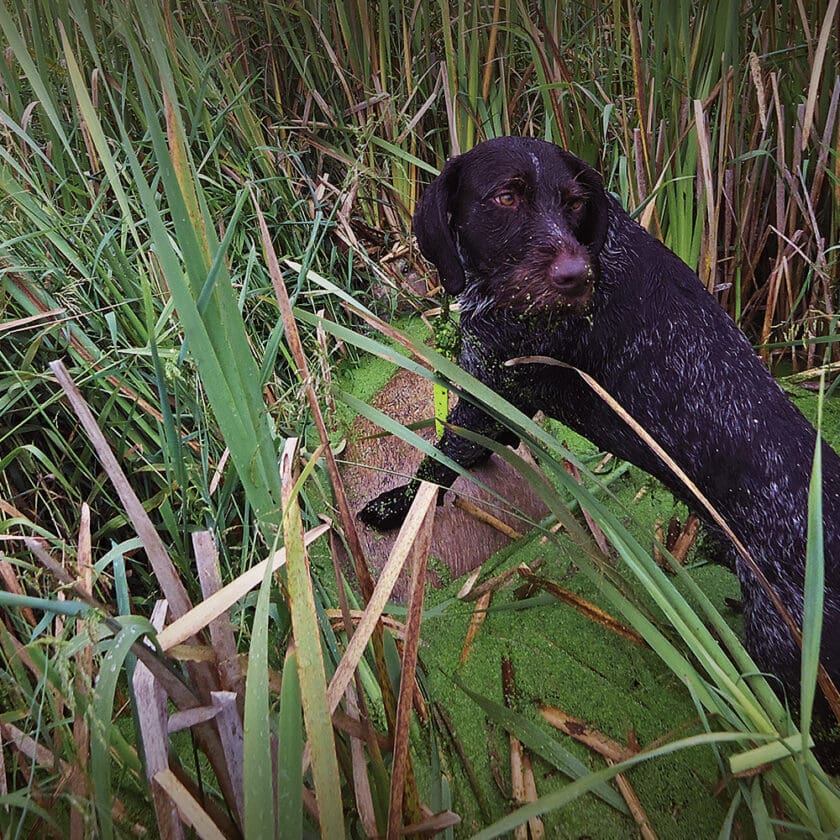 Making the Case for a Good Tracking Dog - Western Hunter