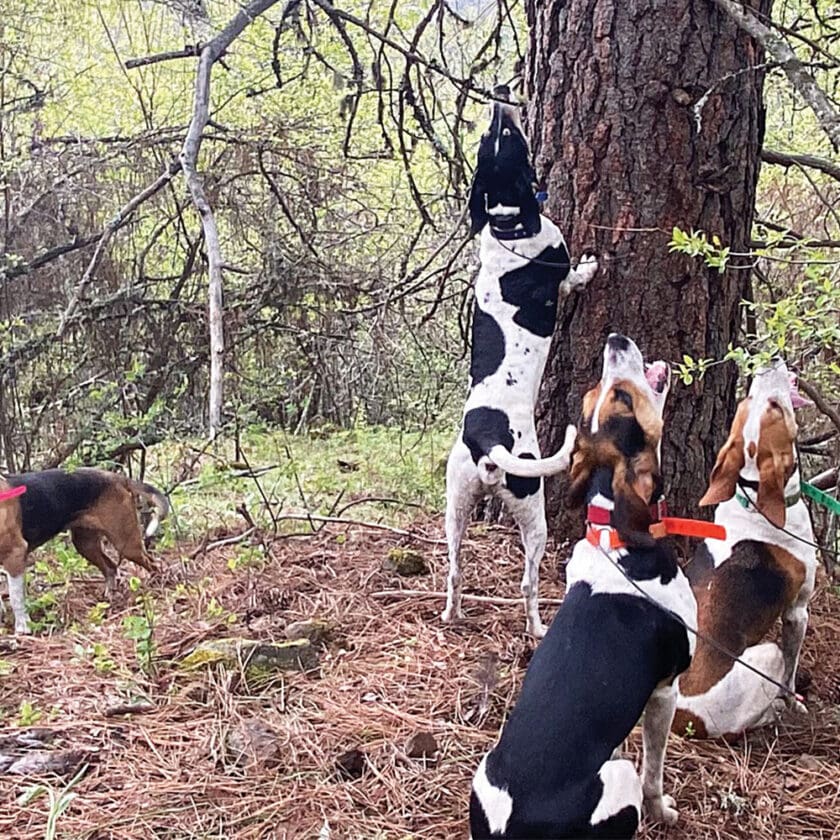 Bear hunting with hounds offers adventure in the early season - Western ...