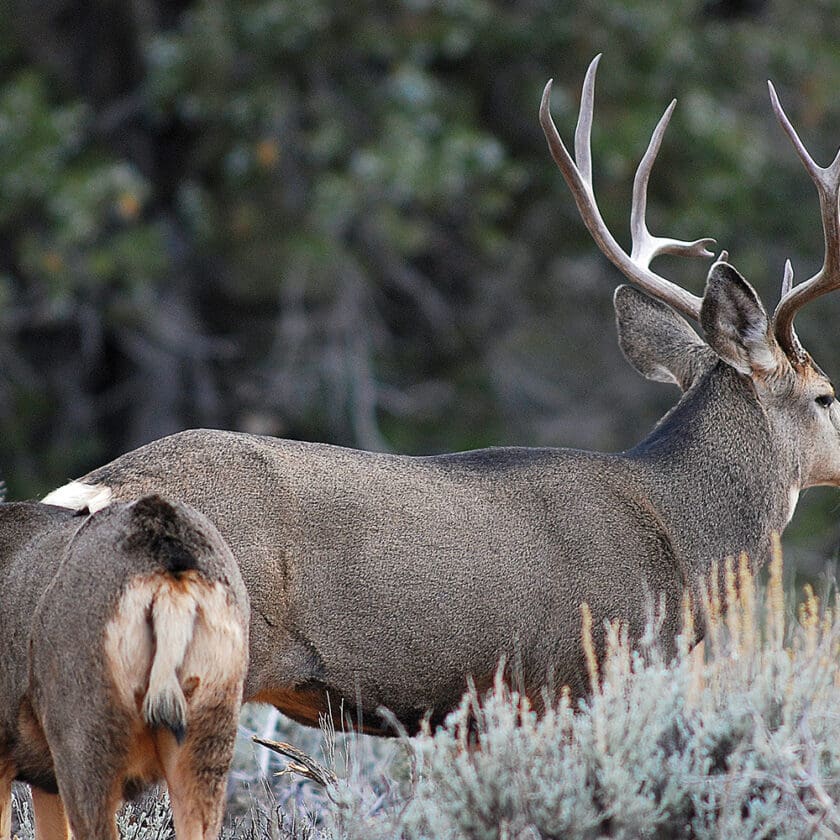 North American Super Slam – Mule Deer - Western Hunter